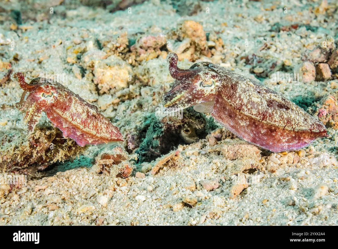 Dwarf cuttlefish Sepia bandensis, coutydhip, Raja Ampat (The Four Kings ...