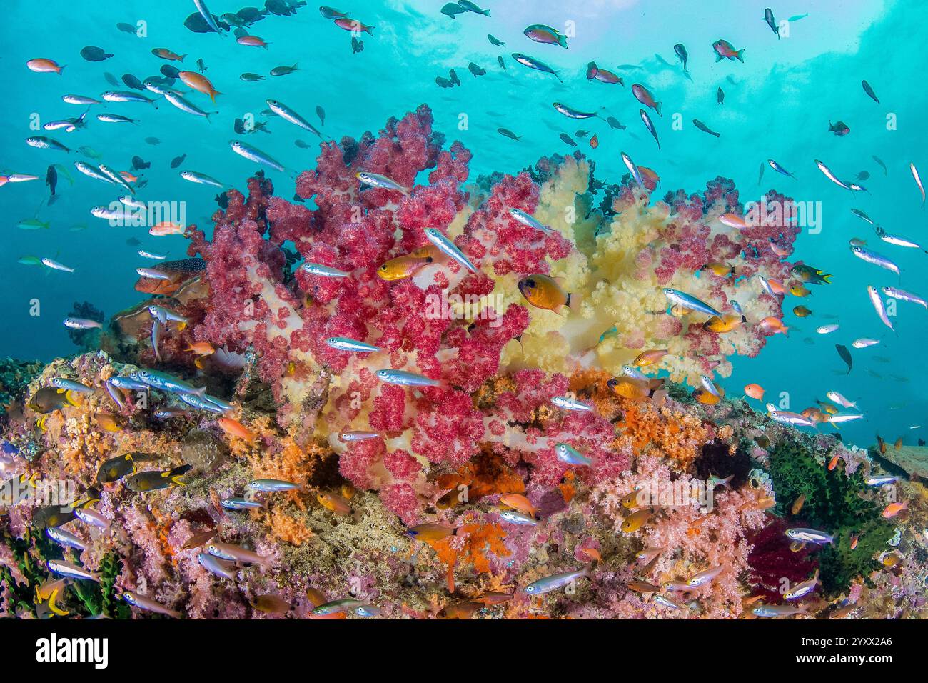 Coral reef covered in Dendronephthya and Scleronephthya soft coral with ...
