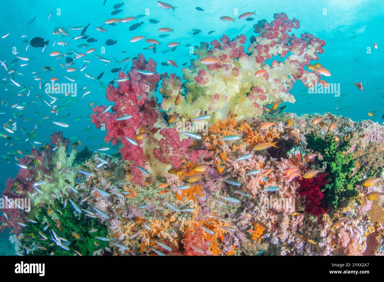 Bligh reef hi-res stock photography and images - Alamy