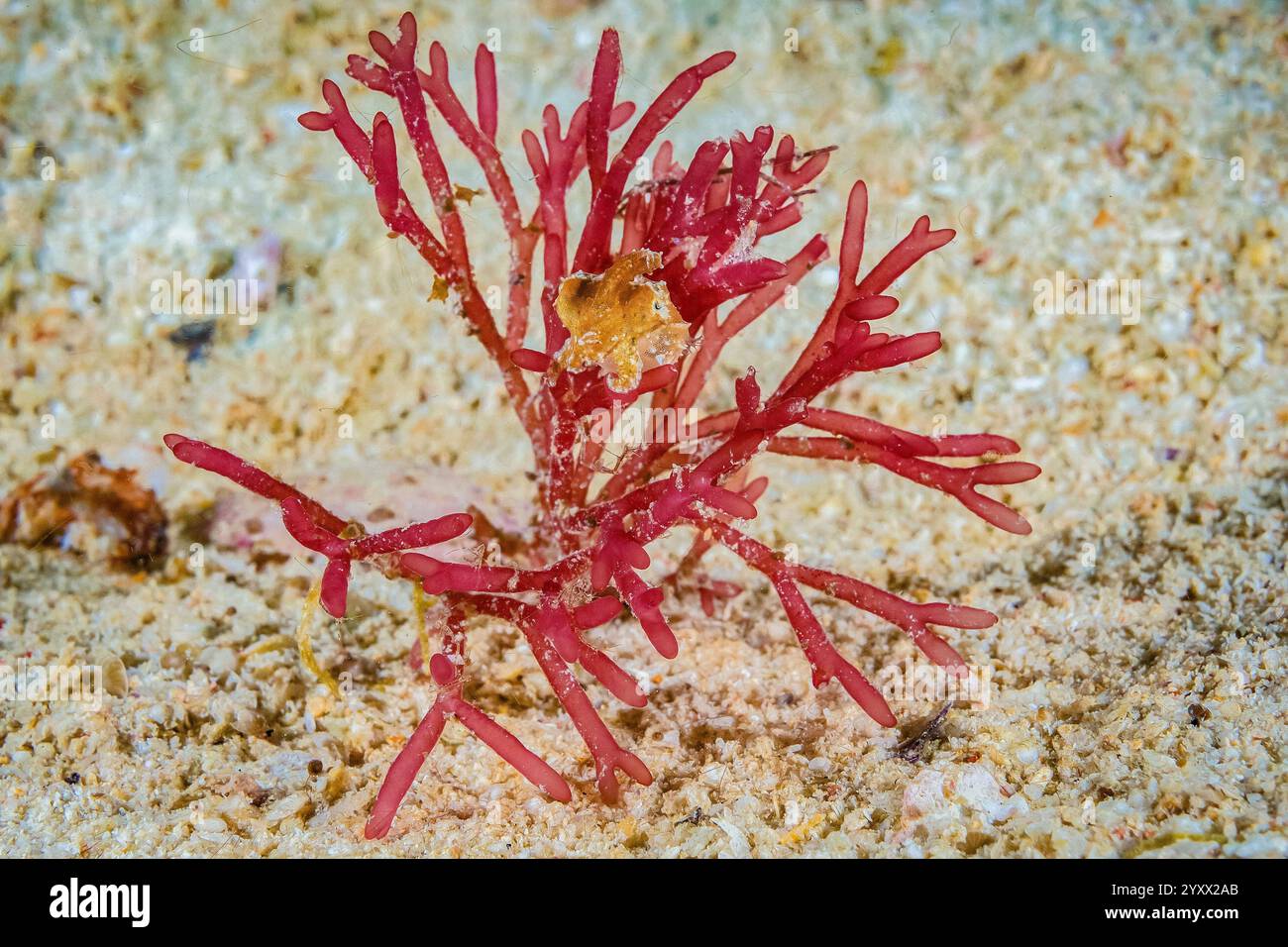 Dwarf cuttlefish Sepia bandensis hovering near red algae in Triton Bay ...