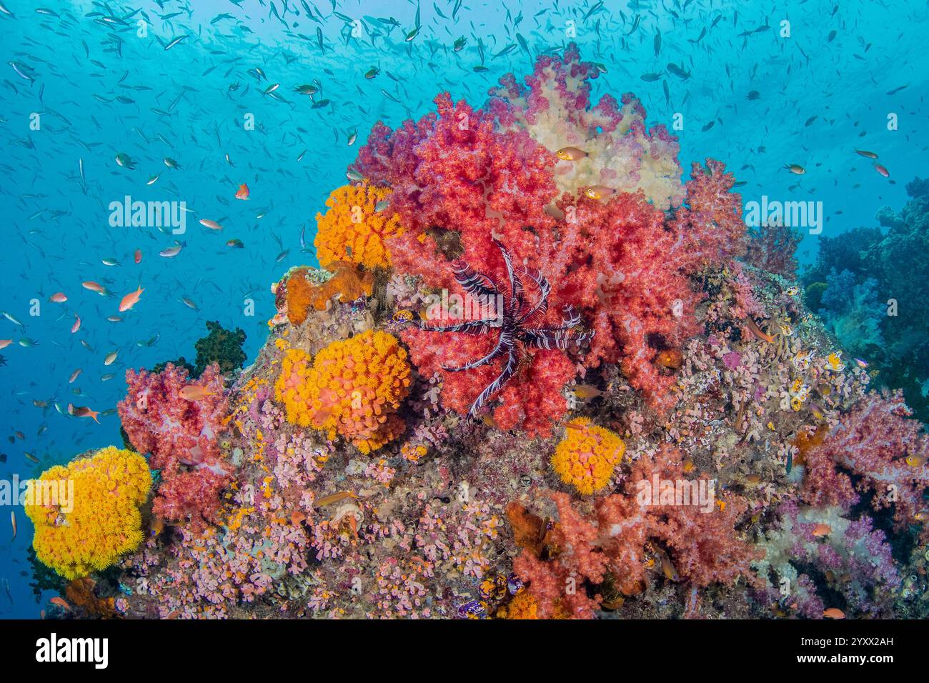 Coral reef bommie wuth schooling anthias Pseudanthias hutchi and ...