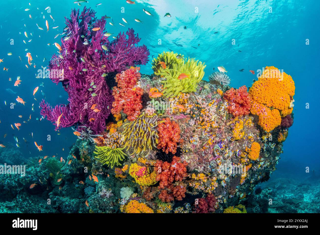 coral bommie with sea fan, Acanthogorgia sp., various crinoids ...
