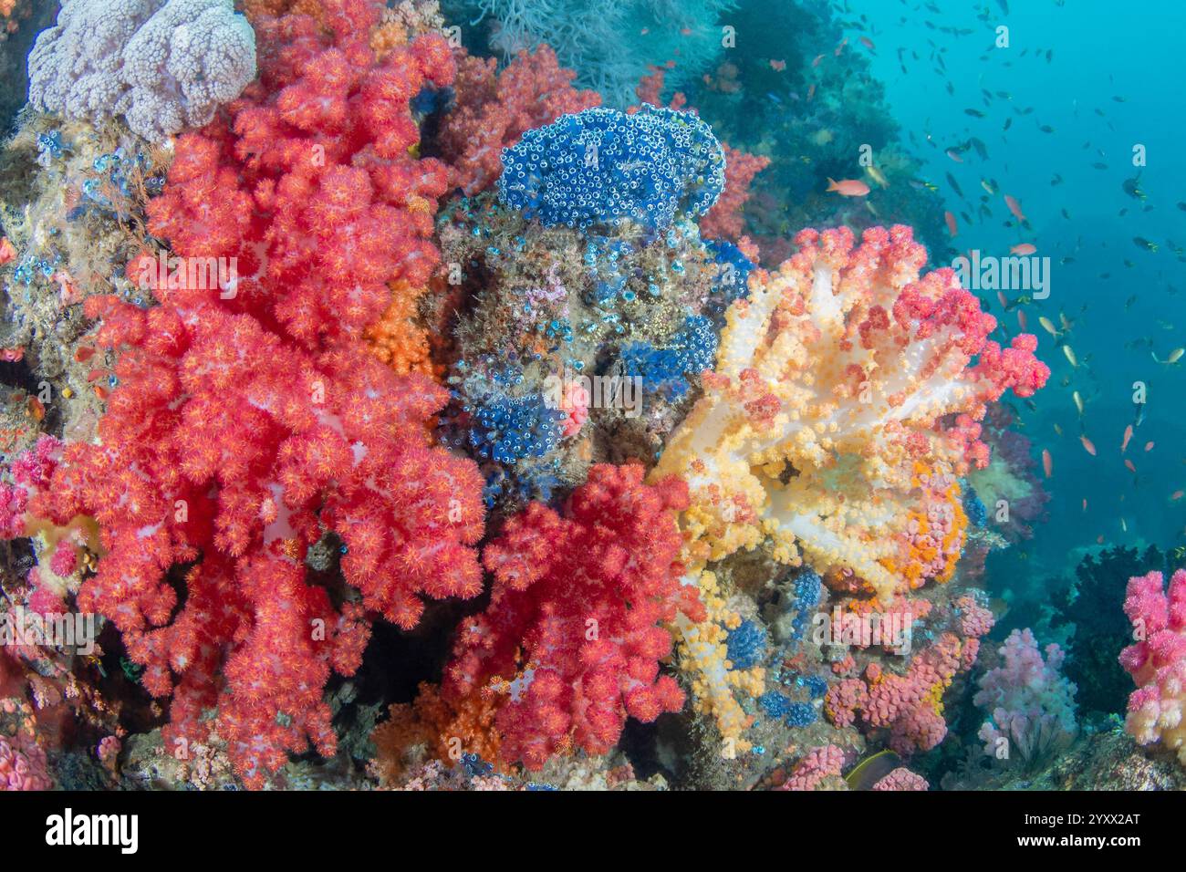 Clavelina tree hi-res stock photography and images - Alamy