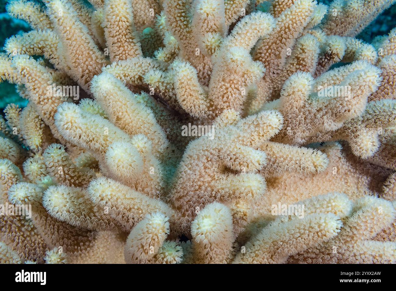 Digitate leather coral Sinularia with polyps extended Stock Photo - Alamy
