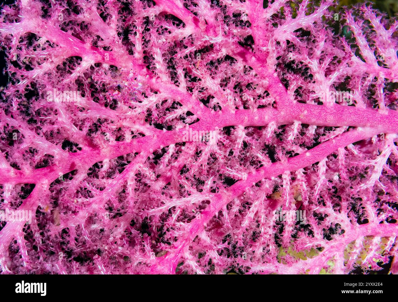 Soft coral Chironephytha at night feeding with polyps extended, Viti ...