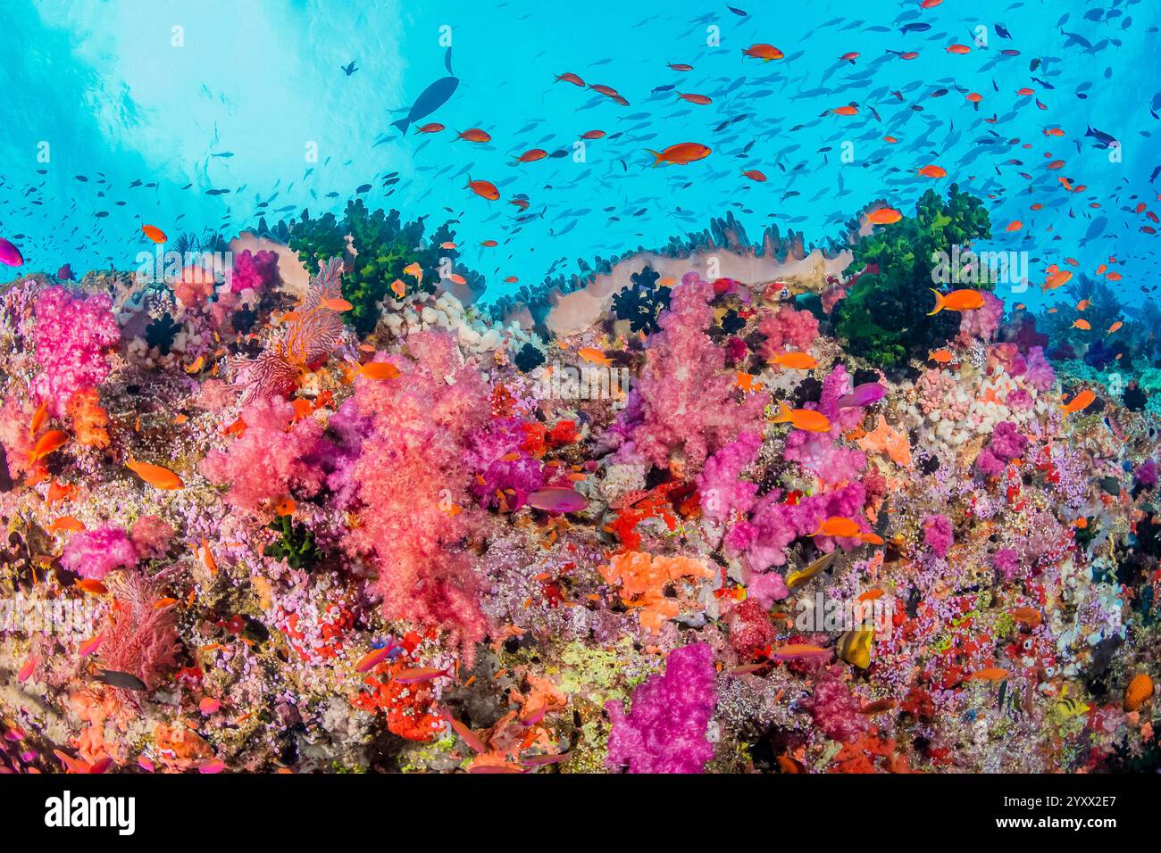 Didemnum tuncate hi-res stock photography and images - Alamy