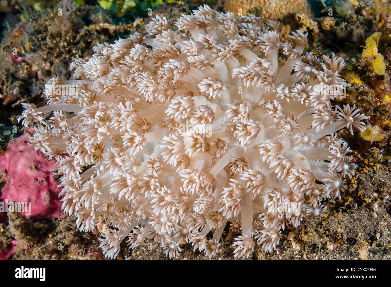 Hard coral goniopora djiboutiensis hi-res stock photography and images ...