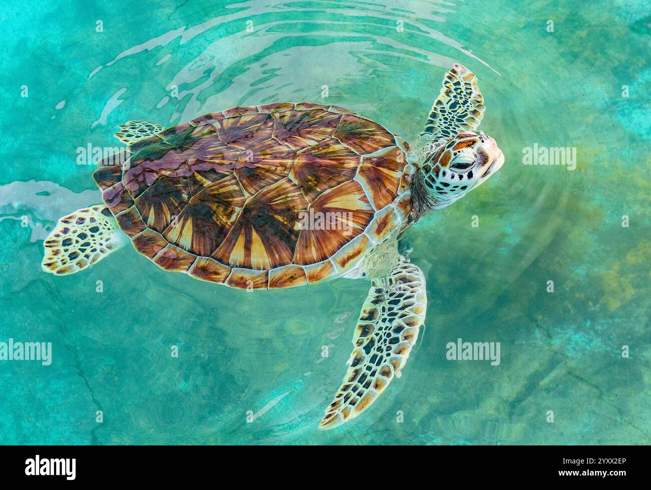 Bahia de Mujeres Isla Mujerres Caribbean Sea Mexico, Green sea turtle ...