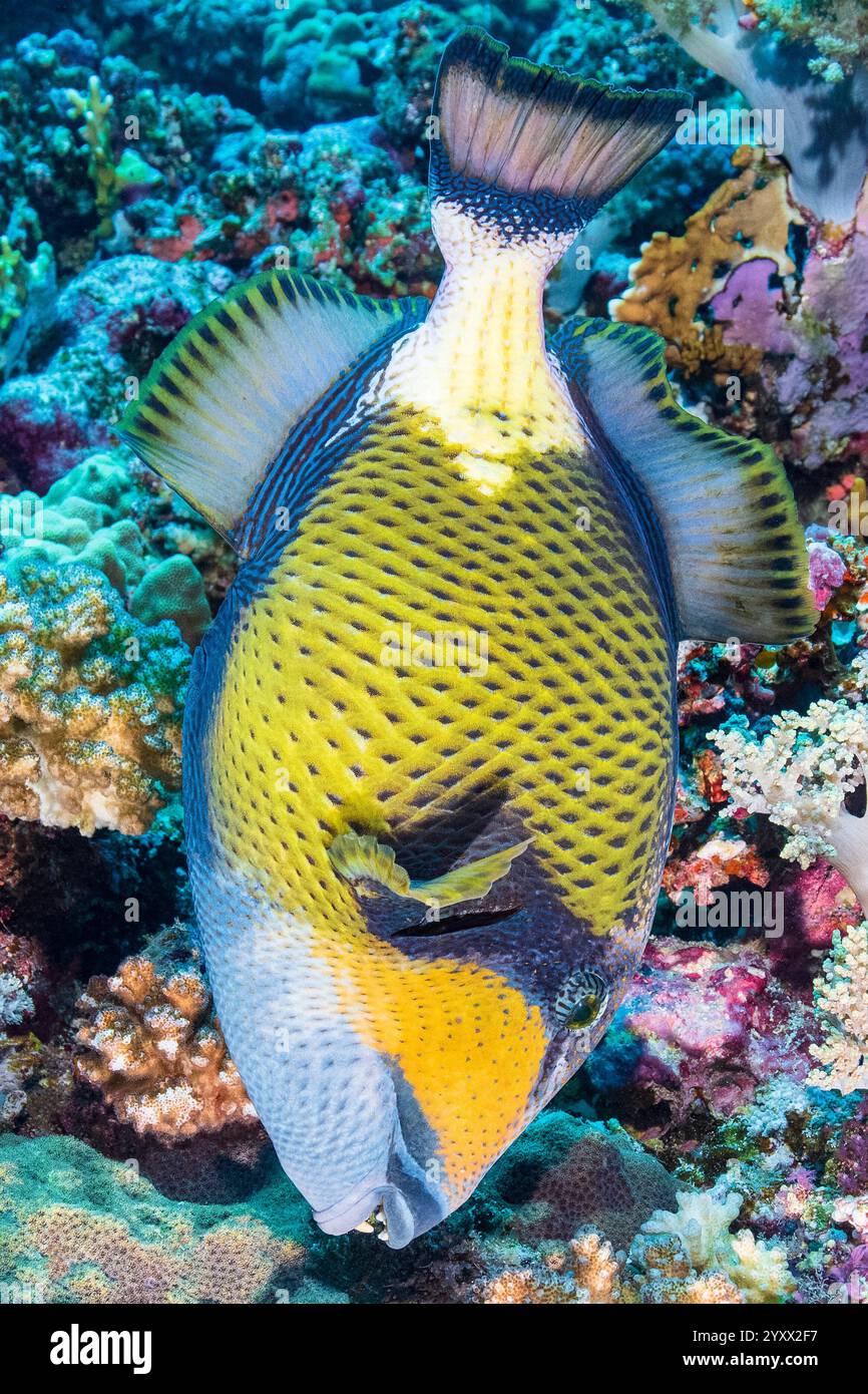 titan triggerfish, giant triggerfish, moustache triggerfish, Balistoides viridescens, feeding ...