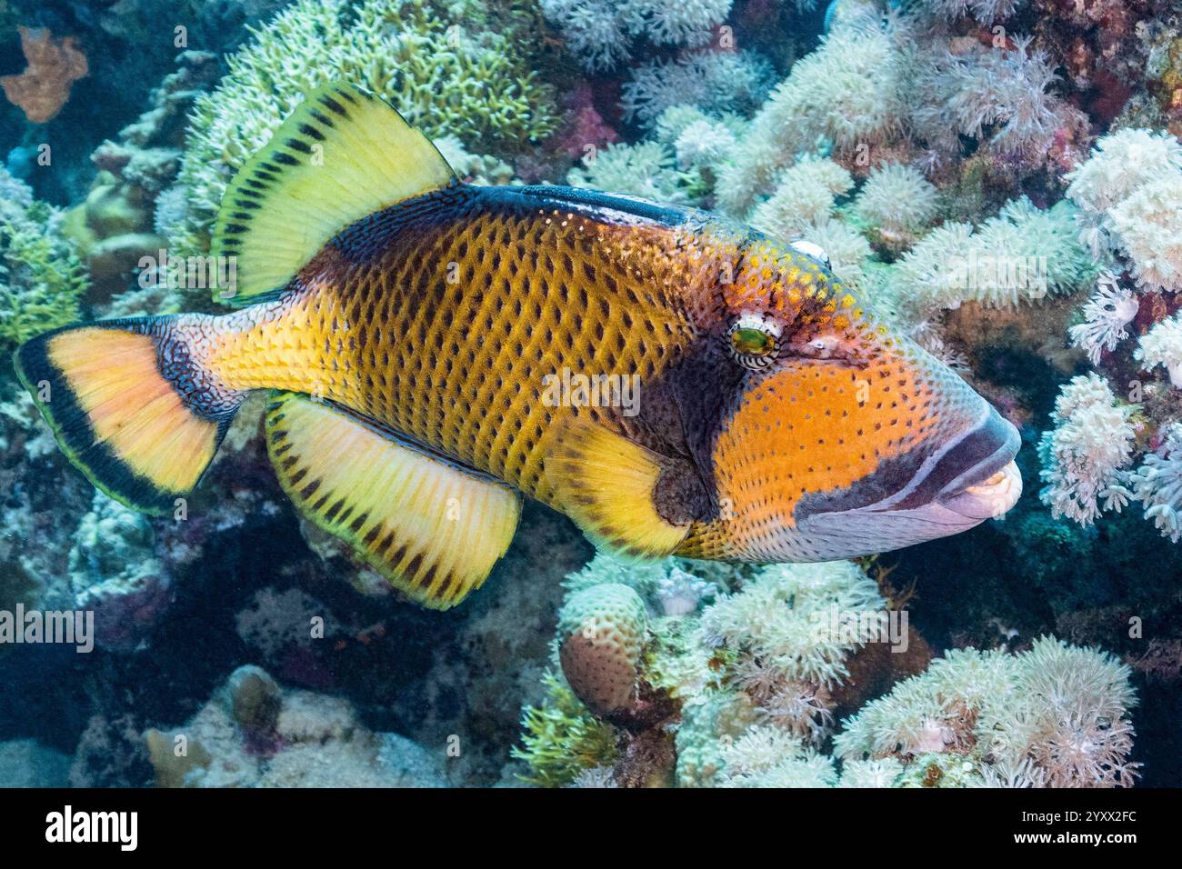 titan triggerfish, giant triggerfish, moustache triggerfish, Balistoides viridescens, Port ...