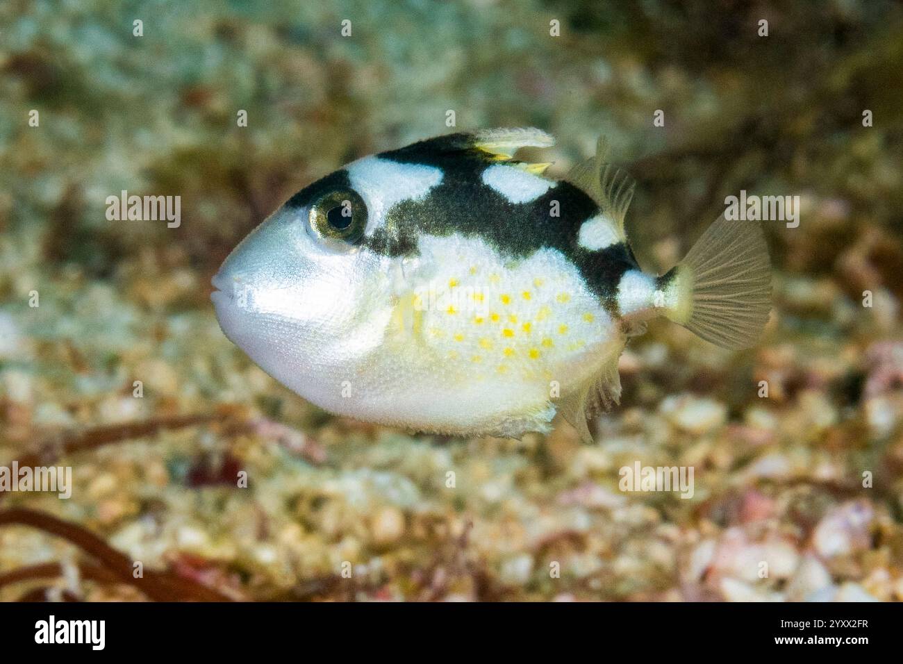 starry triggerfish, flat-tailed triggerfish, Abalistes stellaris ...