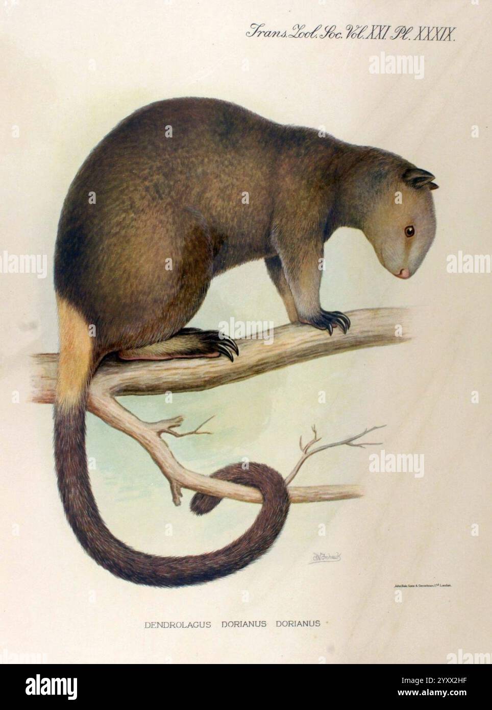 Dendrolagus dorianus hi-res stock photography and images - Alamy