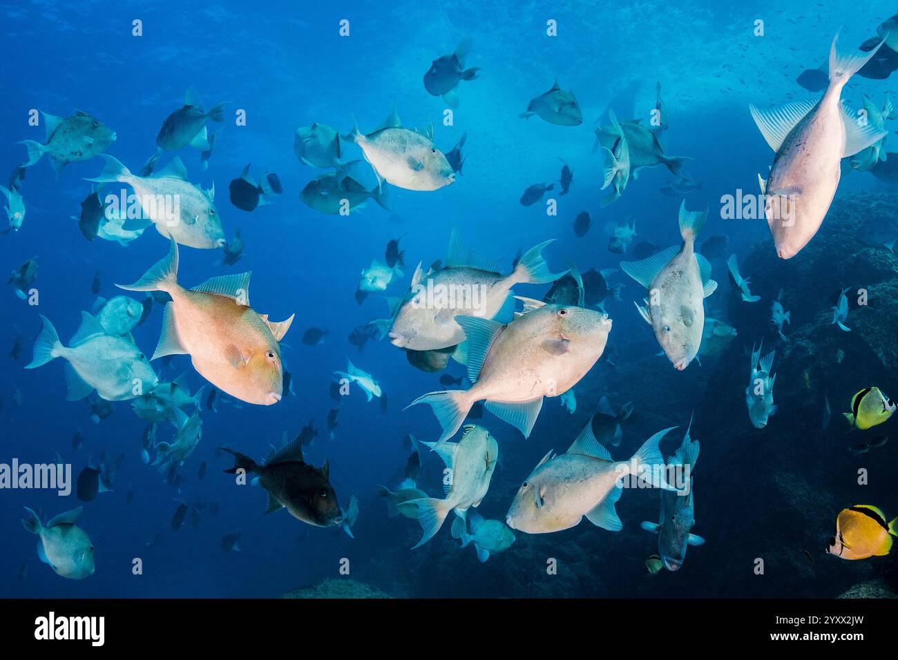 Barberfish Johnrandallia nigrostris, Finescale triggerfish Balistes ...