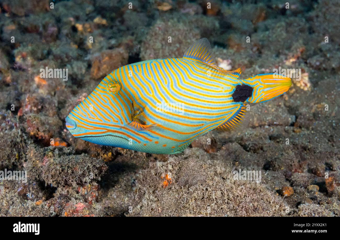 orange-lined triggerfish, Balistapus undulatus, Bali, Indonesia, Indo-Pacific Ocean Stock Photo ...