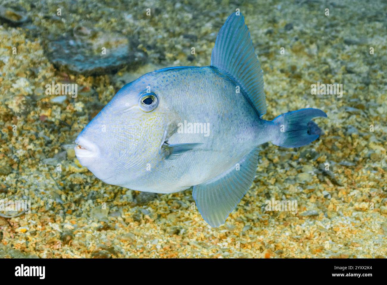 Balistes polylepis hi-res stock photography and images - Alamy