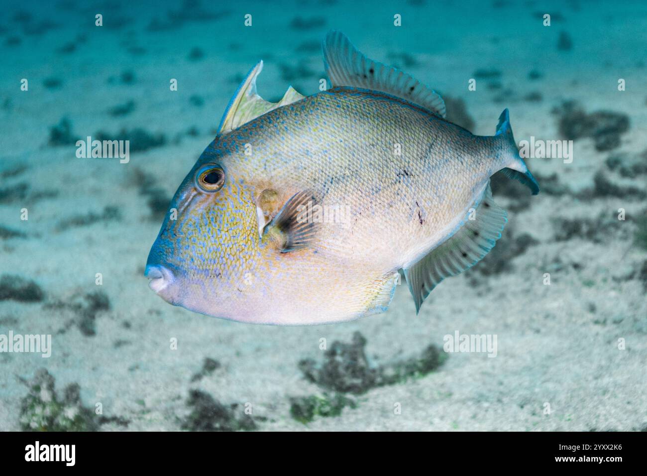 Balistes polylepis hi-res stock photography and images - Alamy