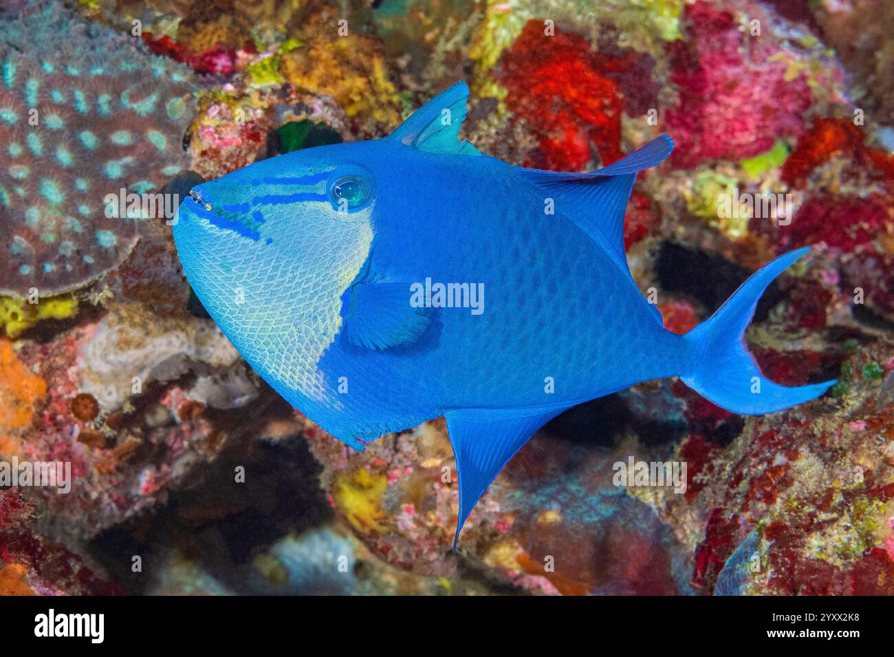 redtoothed triggerfish, Odonus niger, Mabini, Anilao, Batangas, Luzon ...