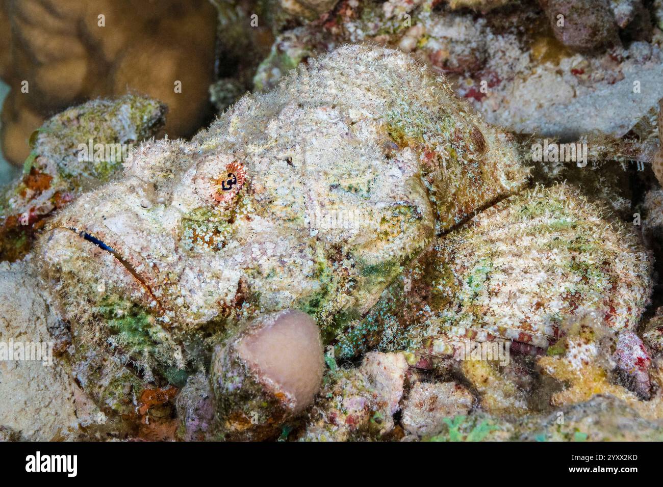 reef stonefish, Synanceia verrucosa, Port Ghalib, Marsa Alam, Egypt, Red Sea, Indian Ocean Stock ...