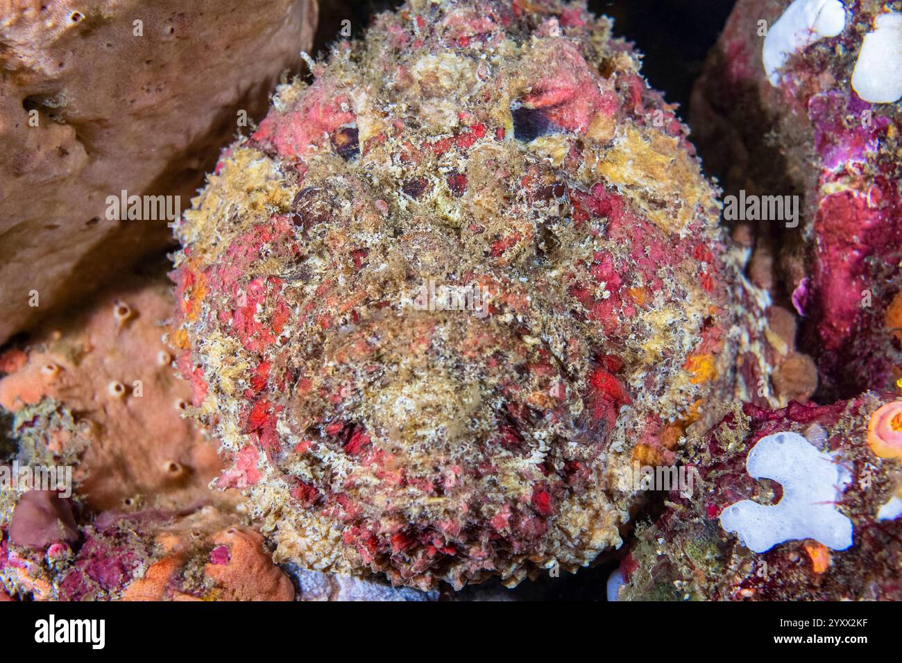reef stonefish, Synanceia verrucosa, Mabini, Anilao, Batangas, Luzon ...