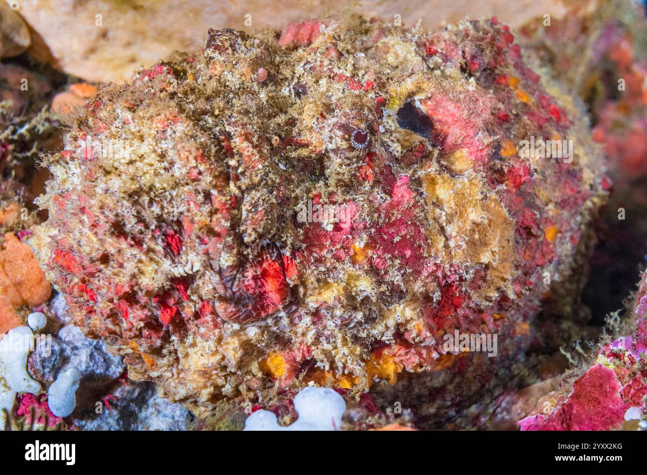 reef stonefish, Synanceia verrucosa, Mabini, Anilao, Batangas, Luzon ...