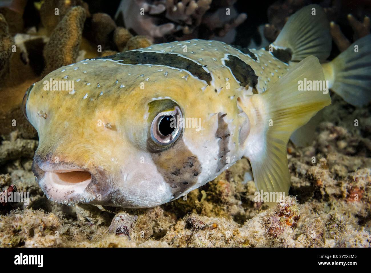 black-blotched porcupinefish, shortspine porcupinefish, Diodon ...