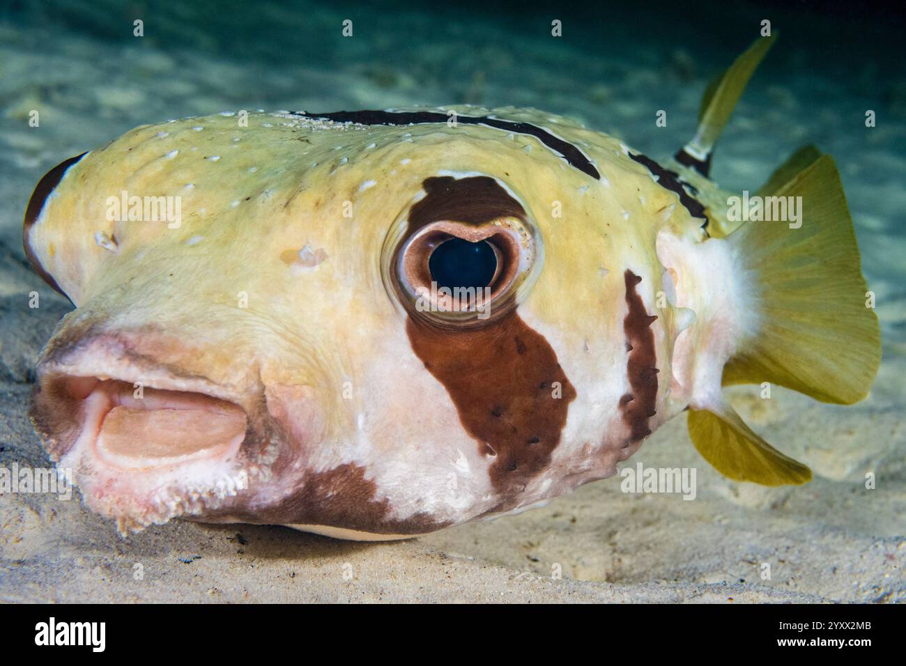 black-blotched porcupinefish, shortspine porcupinefish, Diodon ...