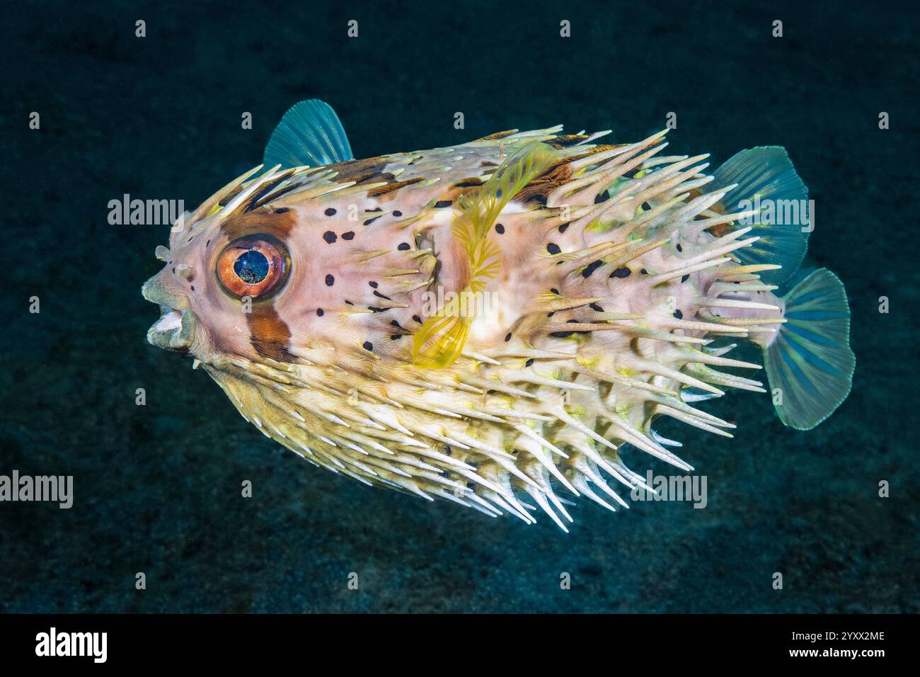 Long spine porcupinefish hi-res stock photography and images - Alamy