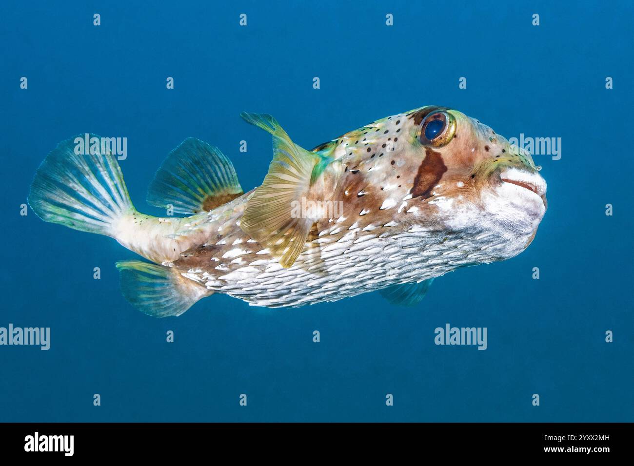 Long spine porcupinefish hi-res stock photography and images - Alamy