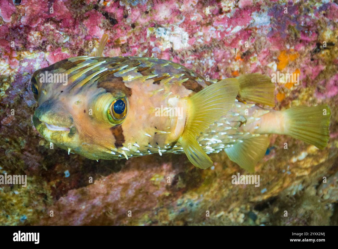 long-spine porcupinefish, Diodon holocanthus, Lembeh Strait, Sulawesi ...
