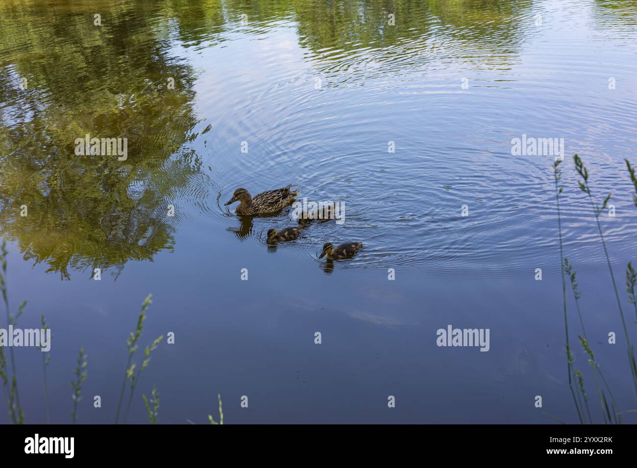 Ducklings float on surface pond hi-res stock photography and images - Alamy