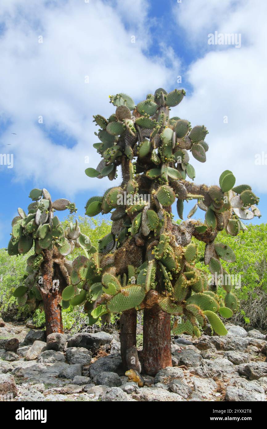Prickly pear cactus trees on South Plaza Island, Galapagos National ...