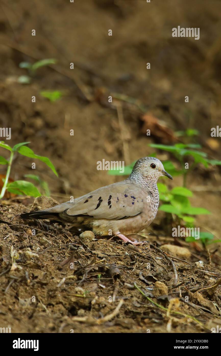 Grenada dove hi-res stock photography and images - Alamy