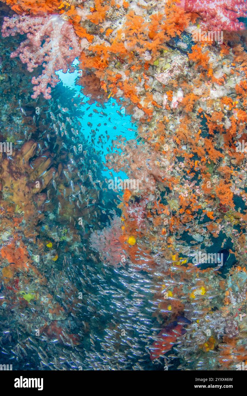 Reef slope with schooling fragile cardinalfish Apogon fragilis and soft ...