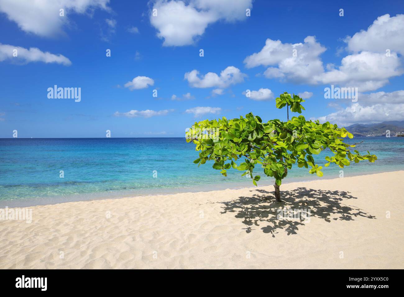 Small shady tree at Magazine Beach on Grenada Island, Grenada Stock Photo - Alamy