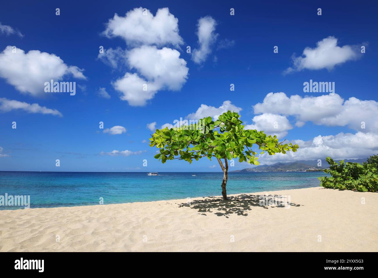 Small shady tree at Magazine Beach on Grenada Island, Grenada Stock Photo - Alamy