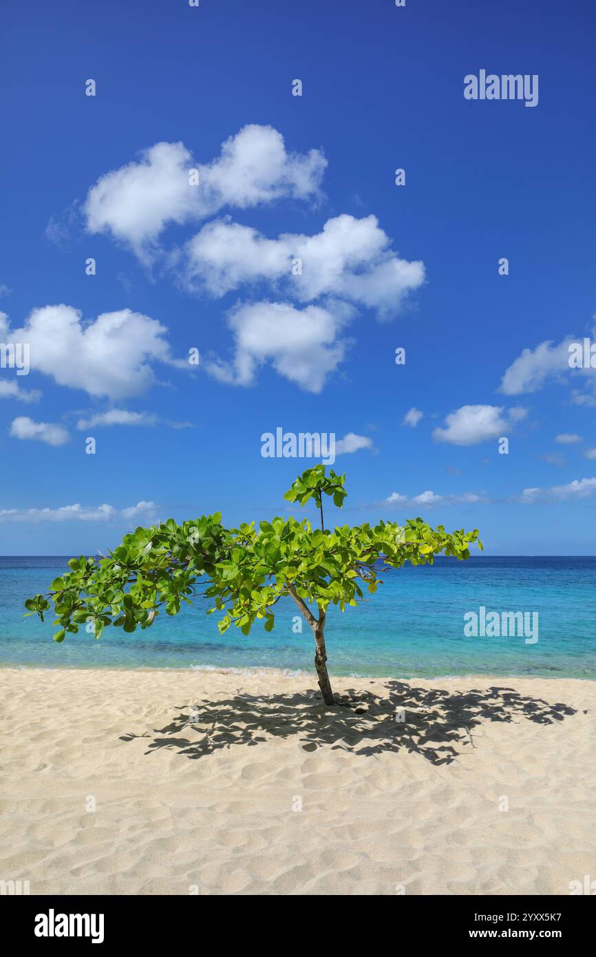 Small shady tree at Magazine Beach on Grenada Island, Grenada Stock Photo - Alamy