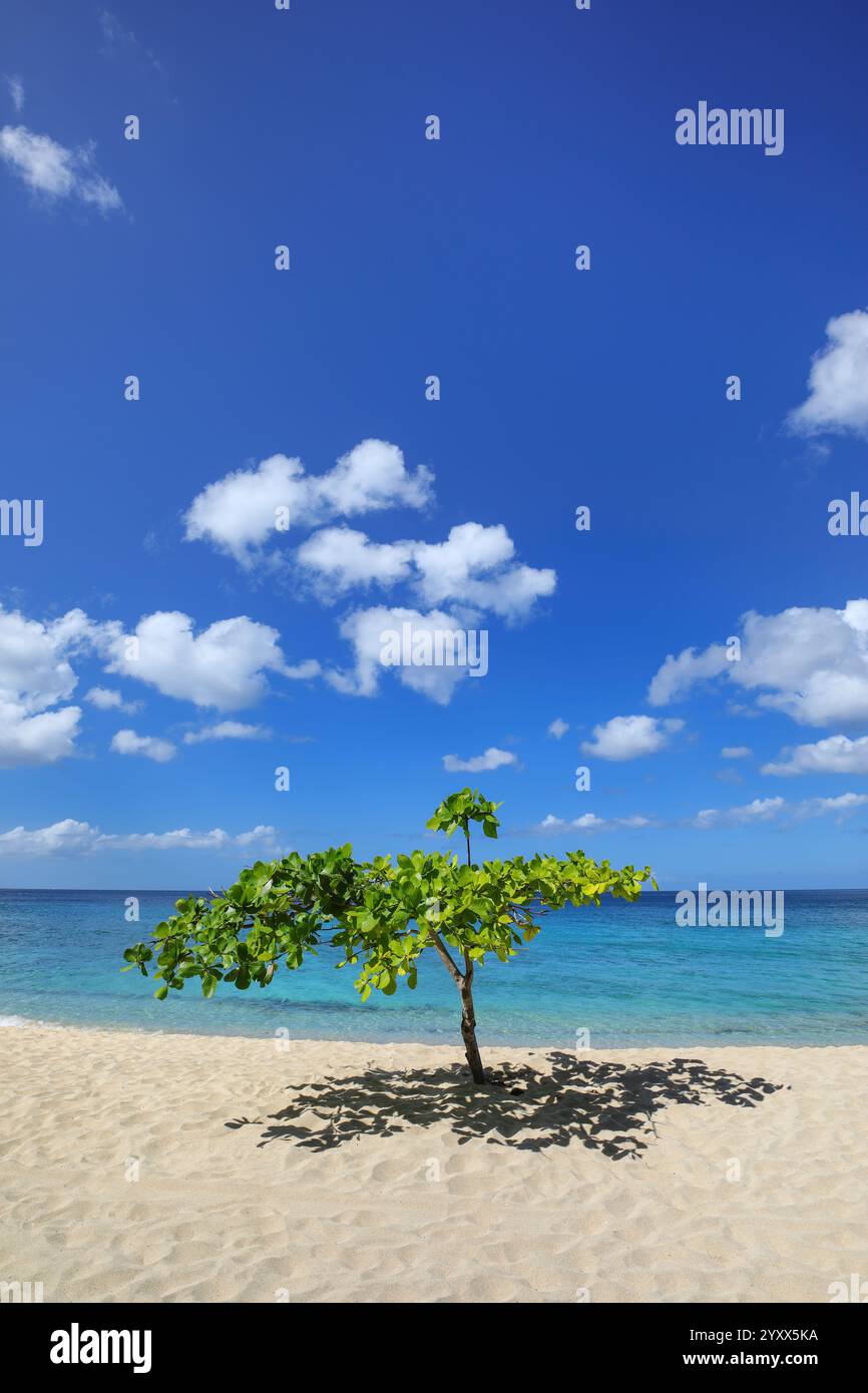 Small shady tree at Magazine Beach on Grenada Island, Grenada Stock Photo - Alamy