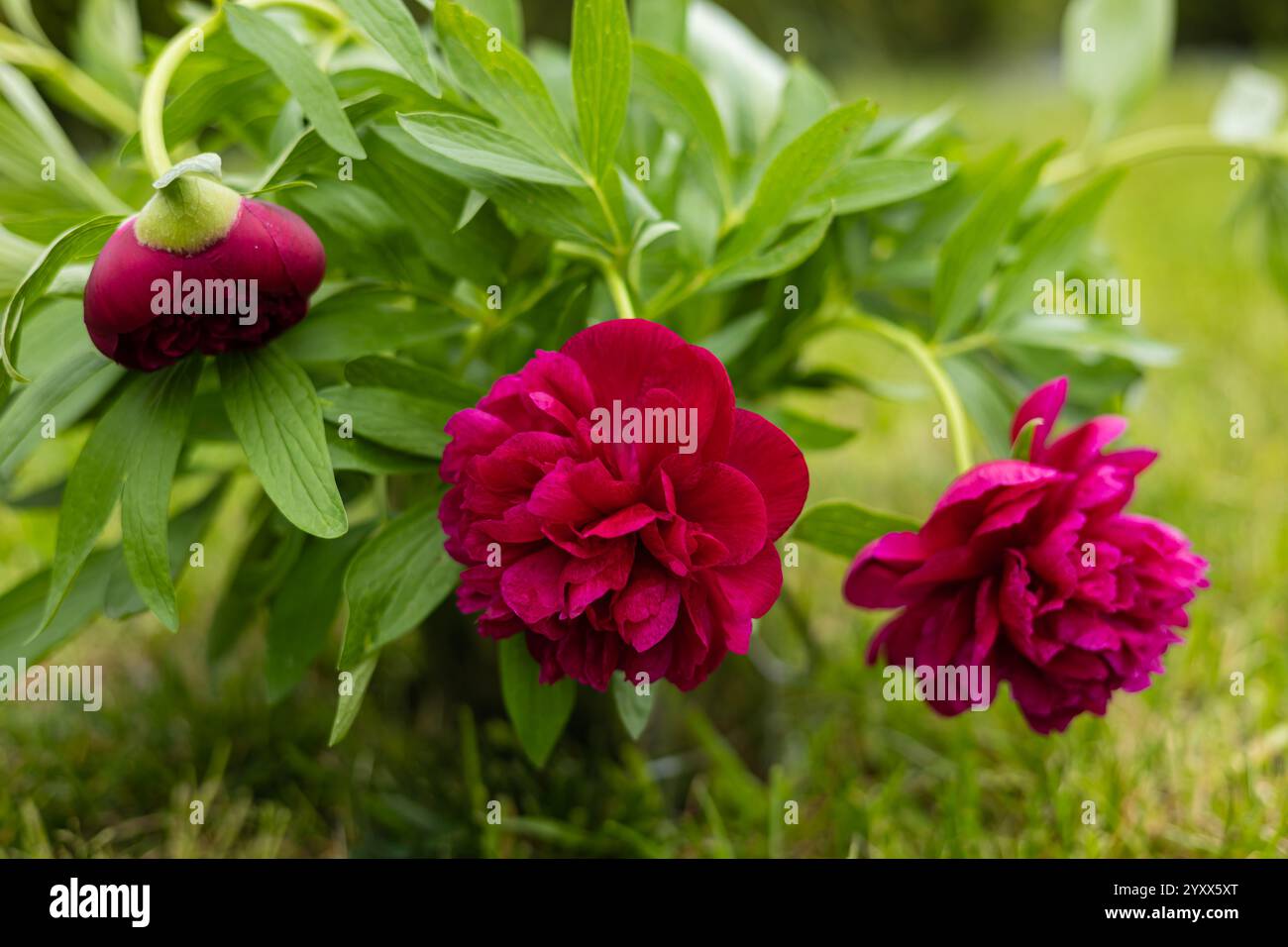 Peonies in full bloom hi-res stock photography and images - Alamy