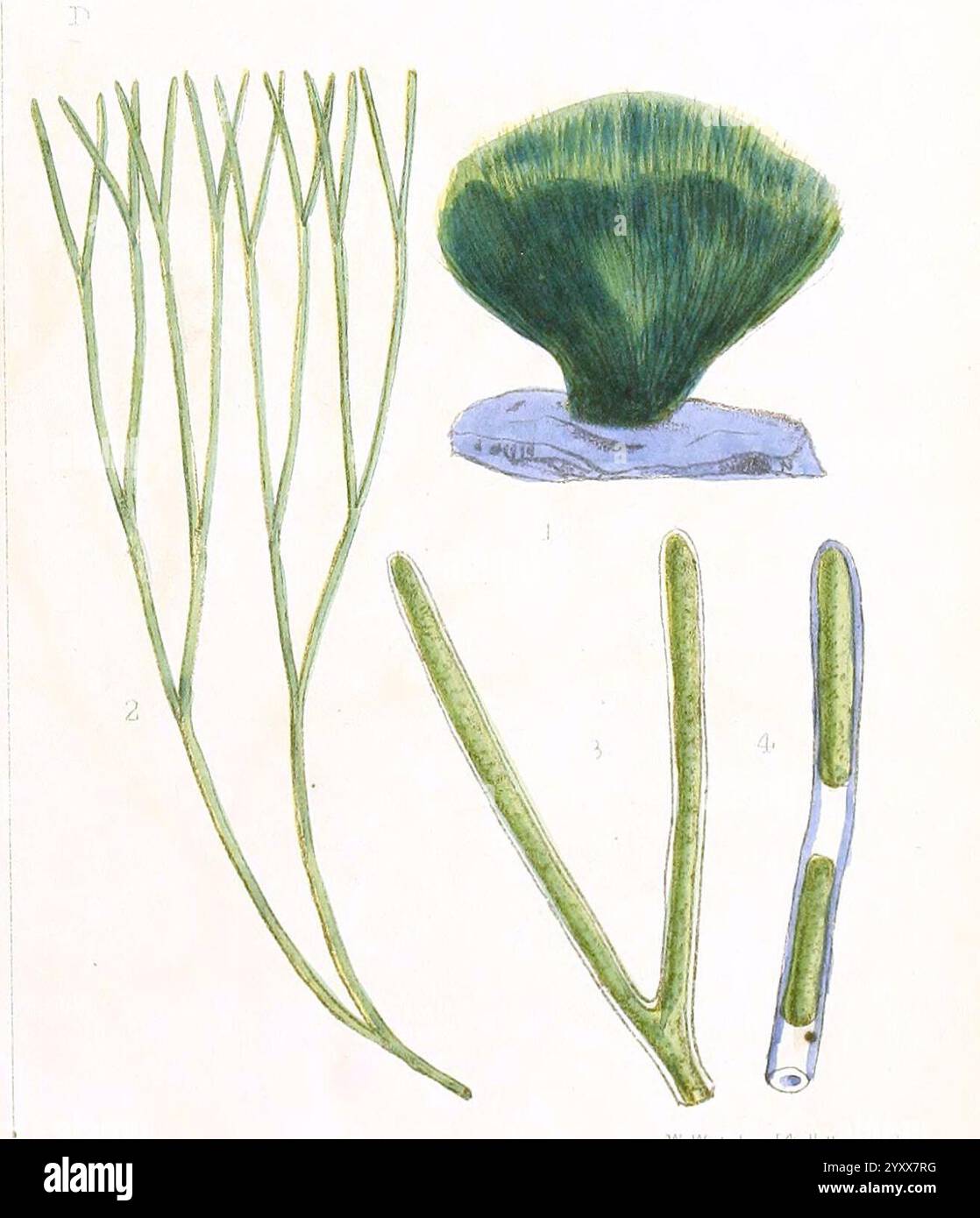 Derbesia vaucheriiformis as Chlorodesmis vaucheriiformis Harvey 1858 ...