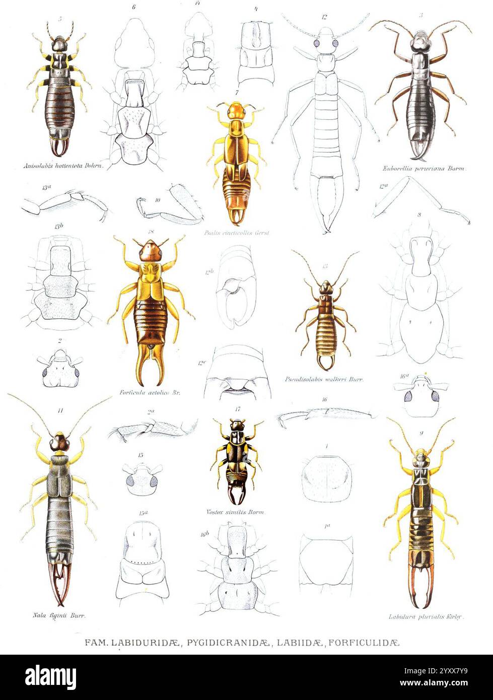 Dermaptera 3 Wytsman Stock Photo - Alamy