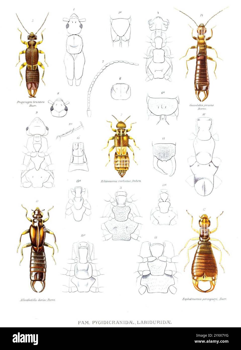 Dermaptera 2 Wytsman Stock Photo - Alamy