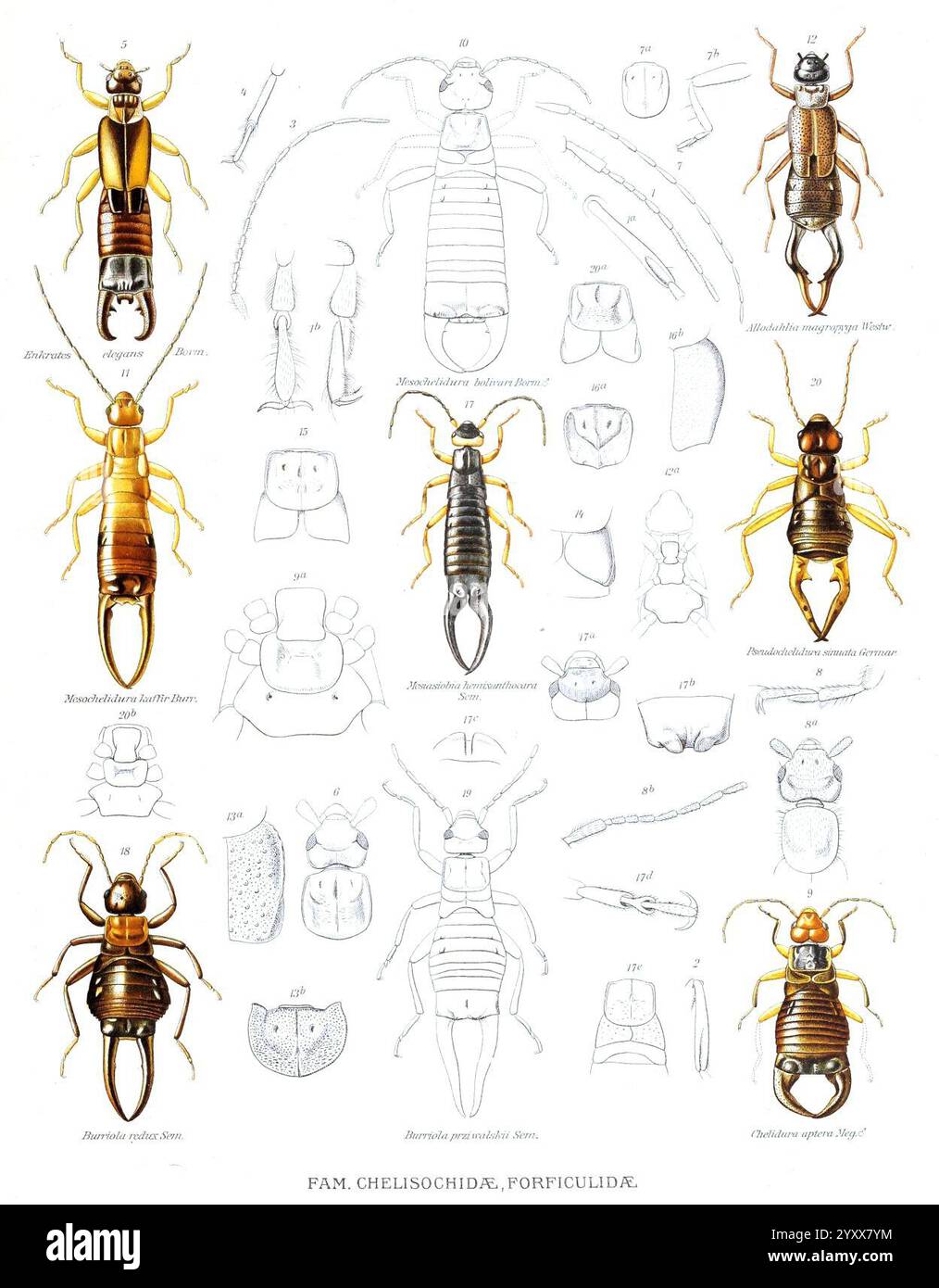 Dermaptera 6 Wytsman Stock Photo - Alamy