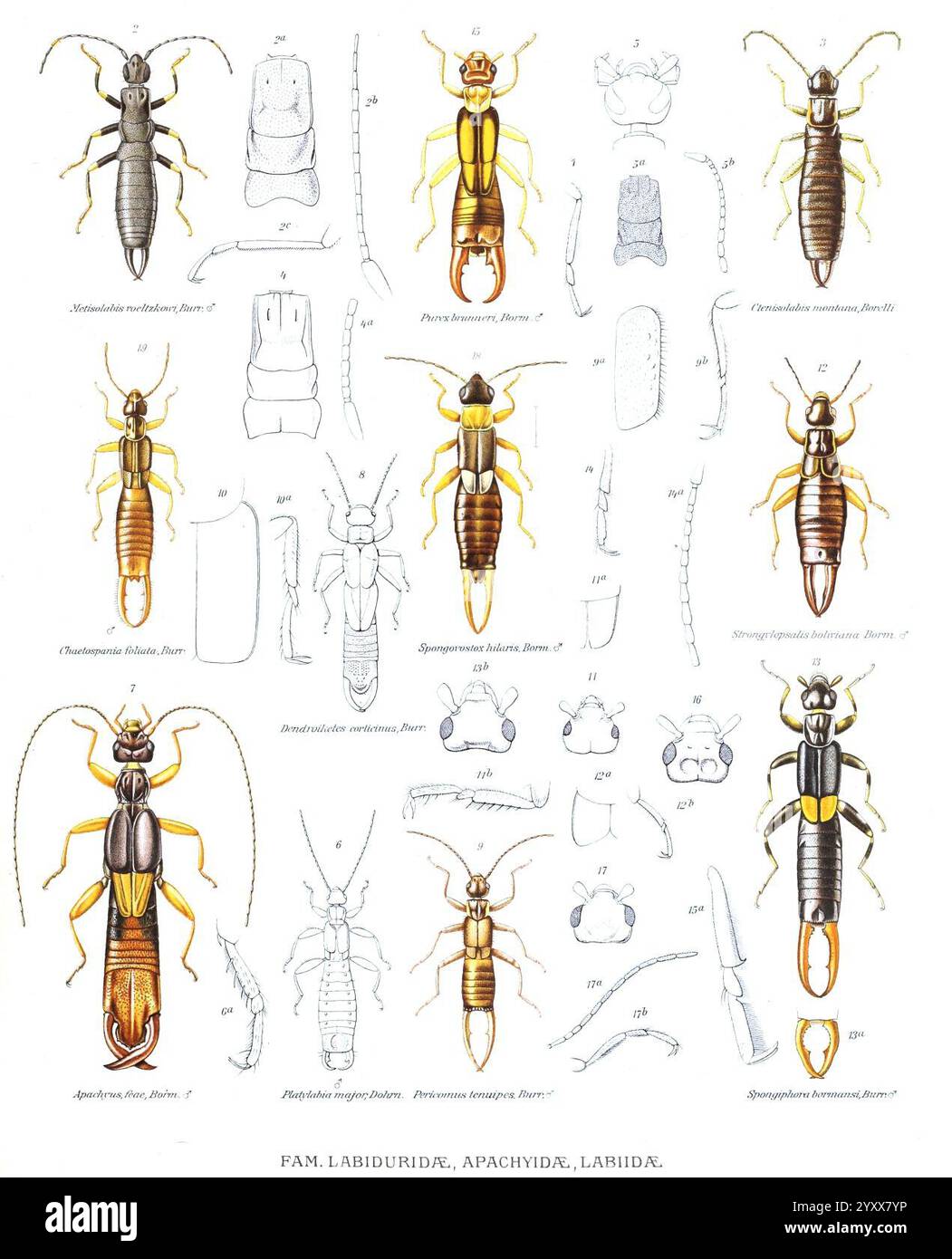 Dermaptera 4 Wytsman Stock Photo - Alamy