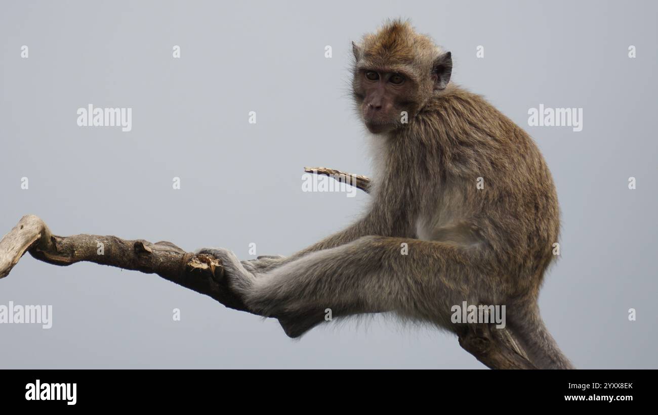 Baby Macaca fascicularis (kera ekor panjang, monyet ekor panjang, long ...