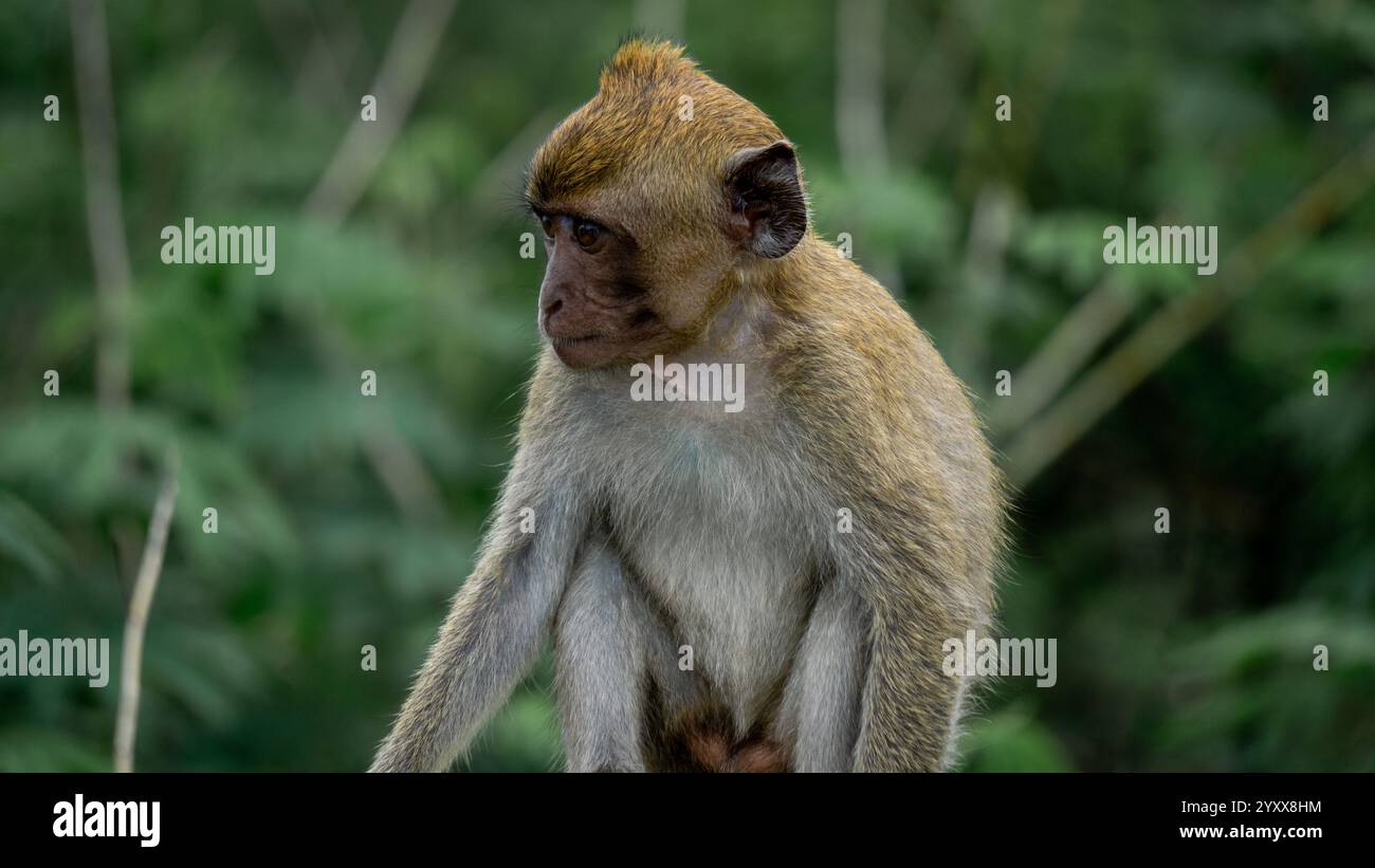 Baby Macaca fascicularis (kera ekor panjang, monyet ekor panjang, long ...