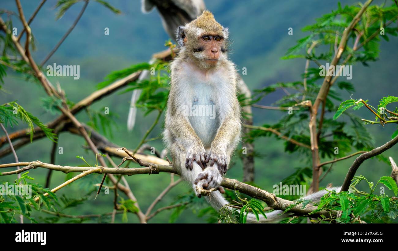 Baby Macaca fascicularis (kera ekor panjang, monyet ekor panjang, long ...