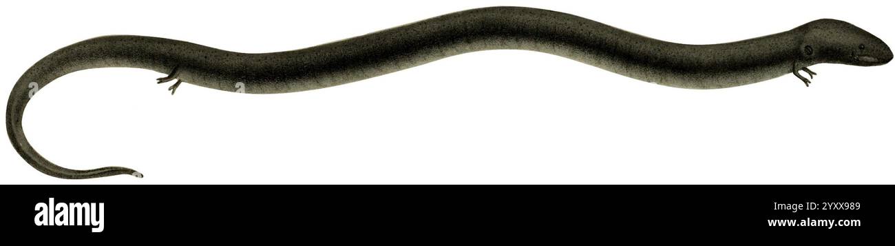 Descriptiones et icones amphibiorum (Amphiuma means Stock Photo - Alamy