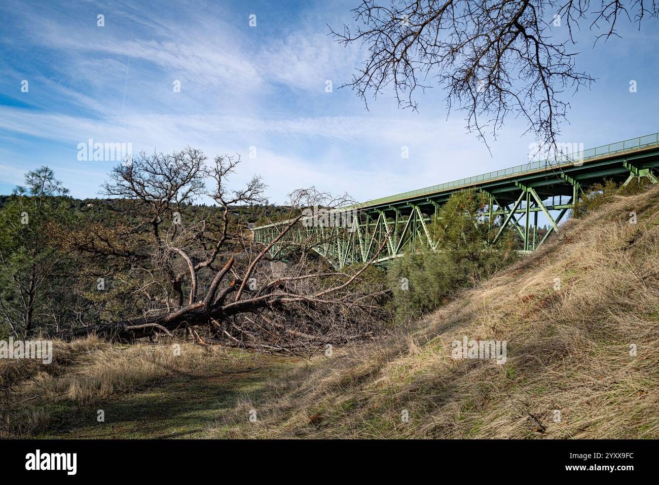 A fallen tree blocks a trail after an intense rainstorm near Foresthill ...