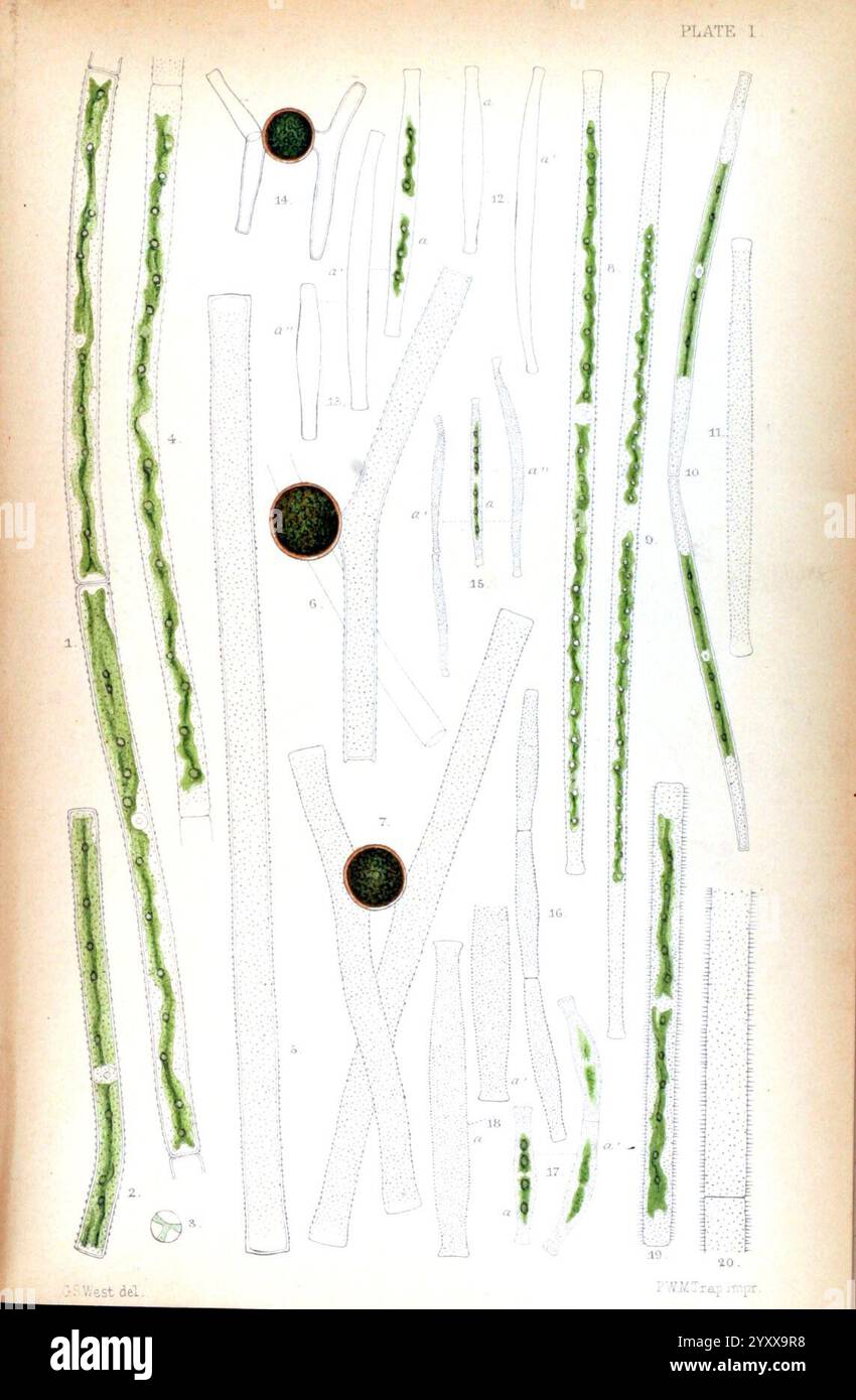 Desmidiaceae by G.S. West Vol1 plate I Stock Photo - Alamy