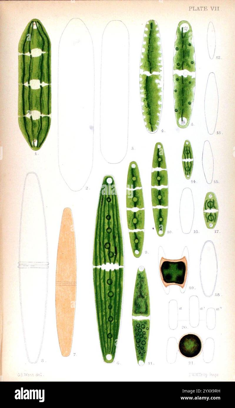 Desmidiaceae by G.S. West Vol1 plate VII Stock Photo - Alamy